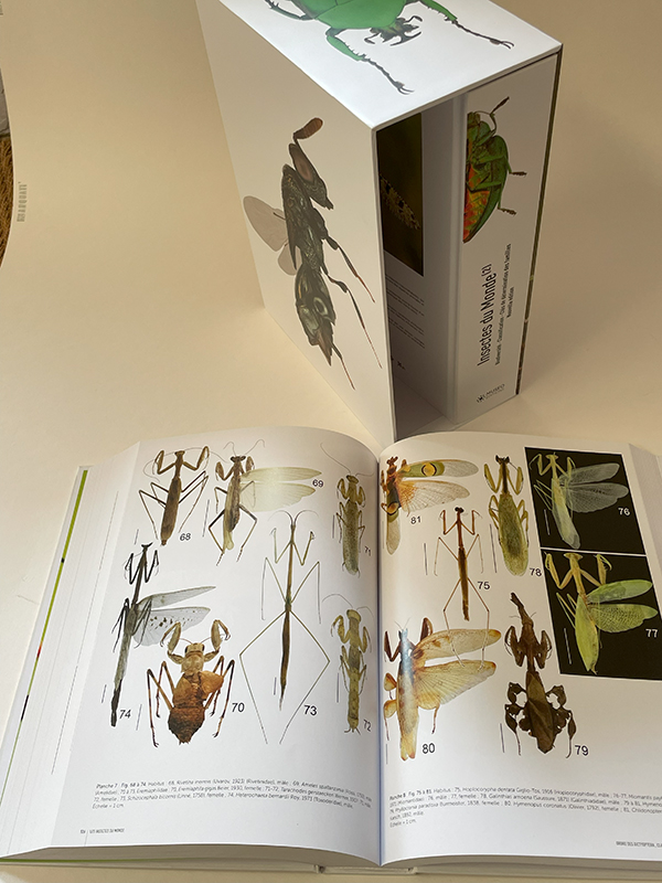 Insectes du monde - Biodiversité, classification, clés de détermination ...